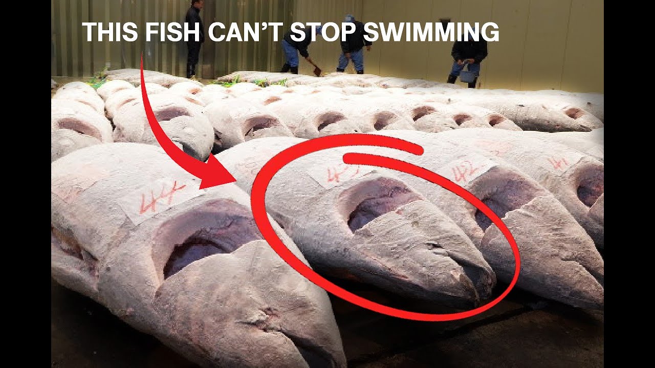 This fish can never stop swimming - YouTube