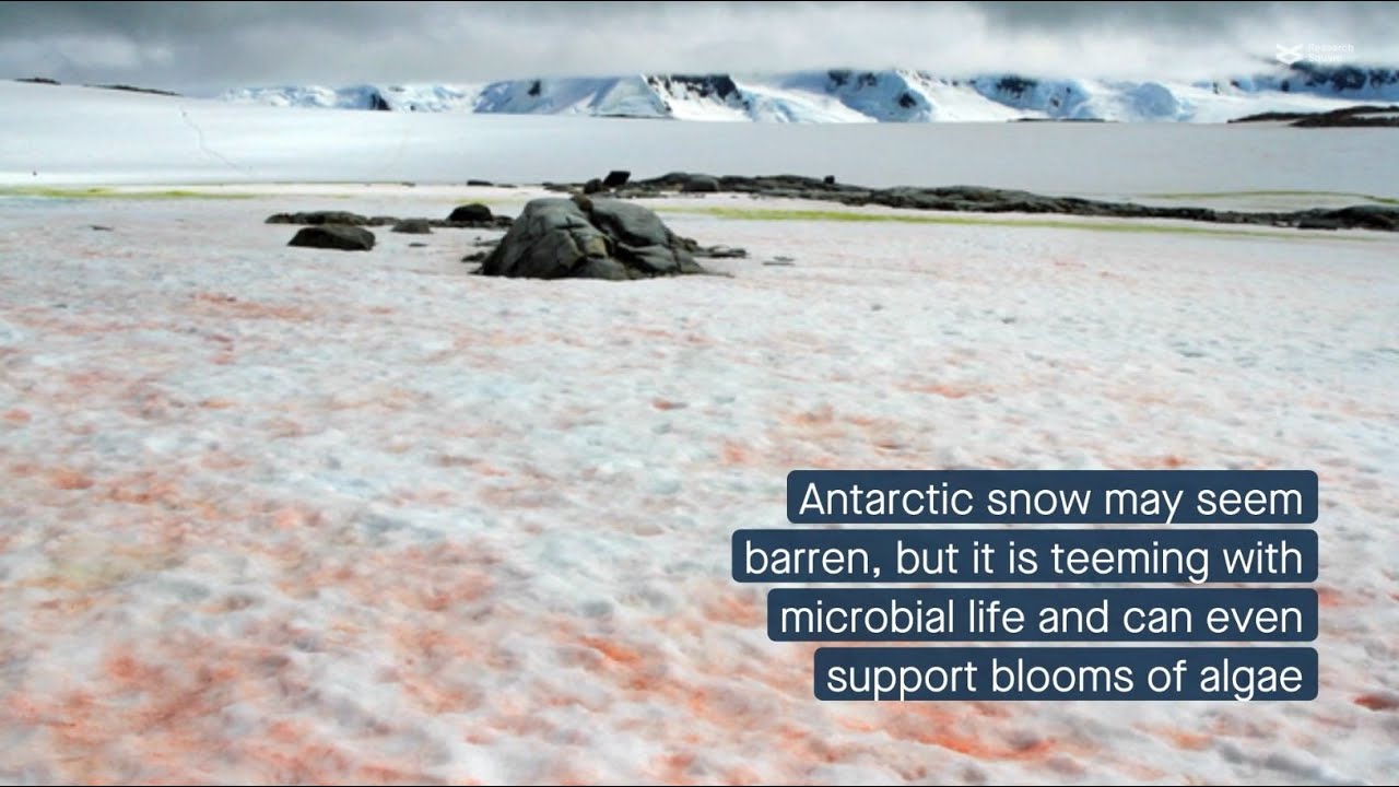 Unravelling the microbial ecology of algae blooms in Antarctic snow ...