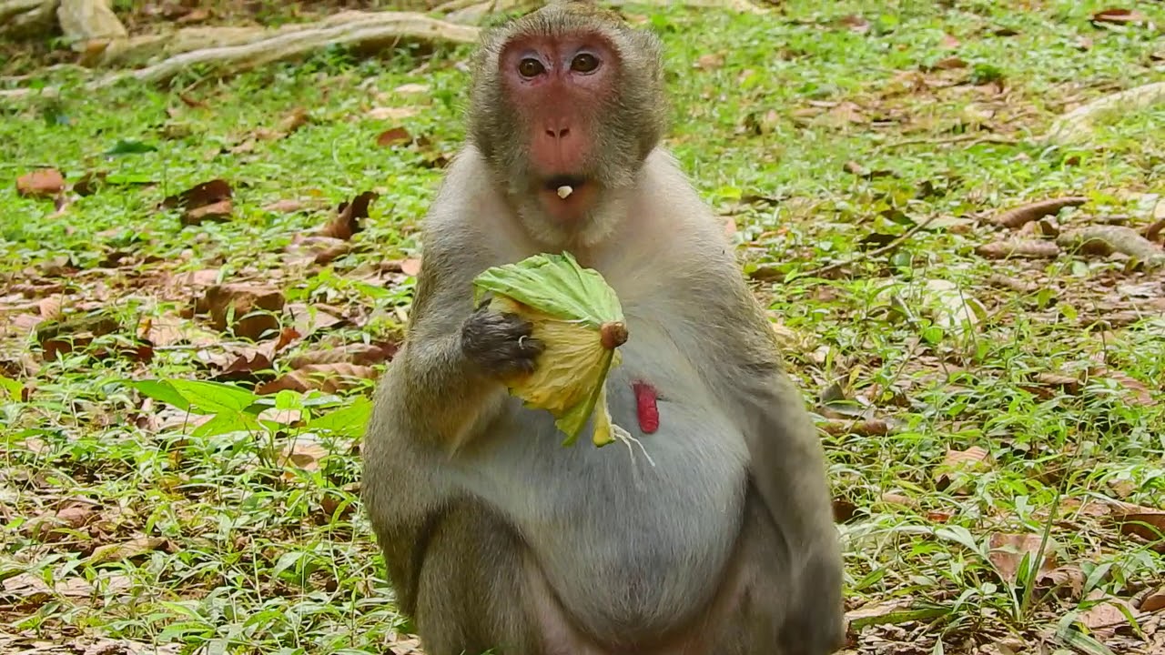 Video of Jane before she gave newborn baby Jenna | Monkey Jane and baby ...