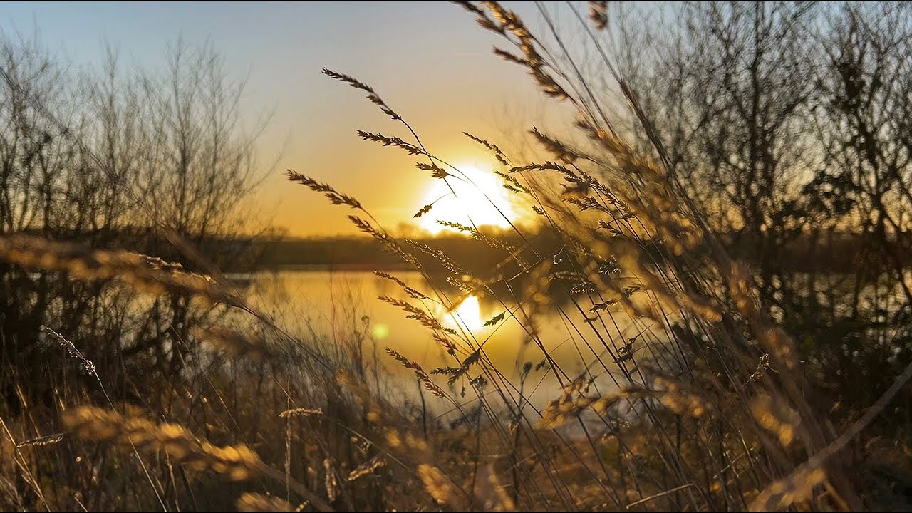Spring Nature Sounds: Peaceful Birds by the Lake & Relaxing Light for ...
