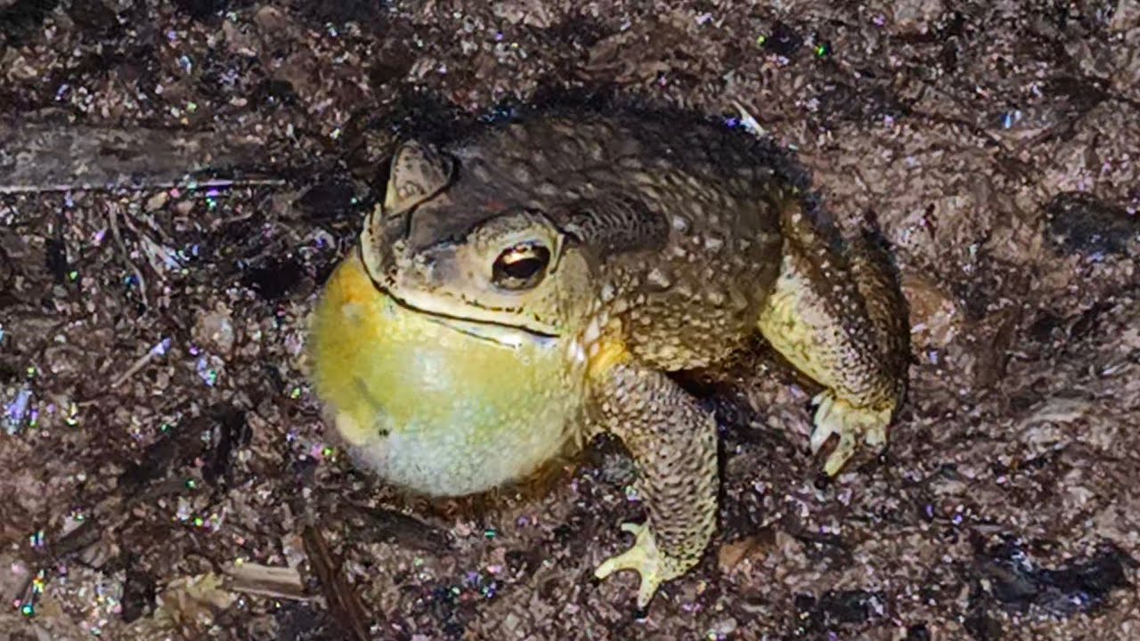 Wow toad sounds #wow #nature #animals #tiktok #funny #shorts - YouTube