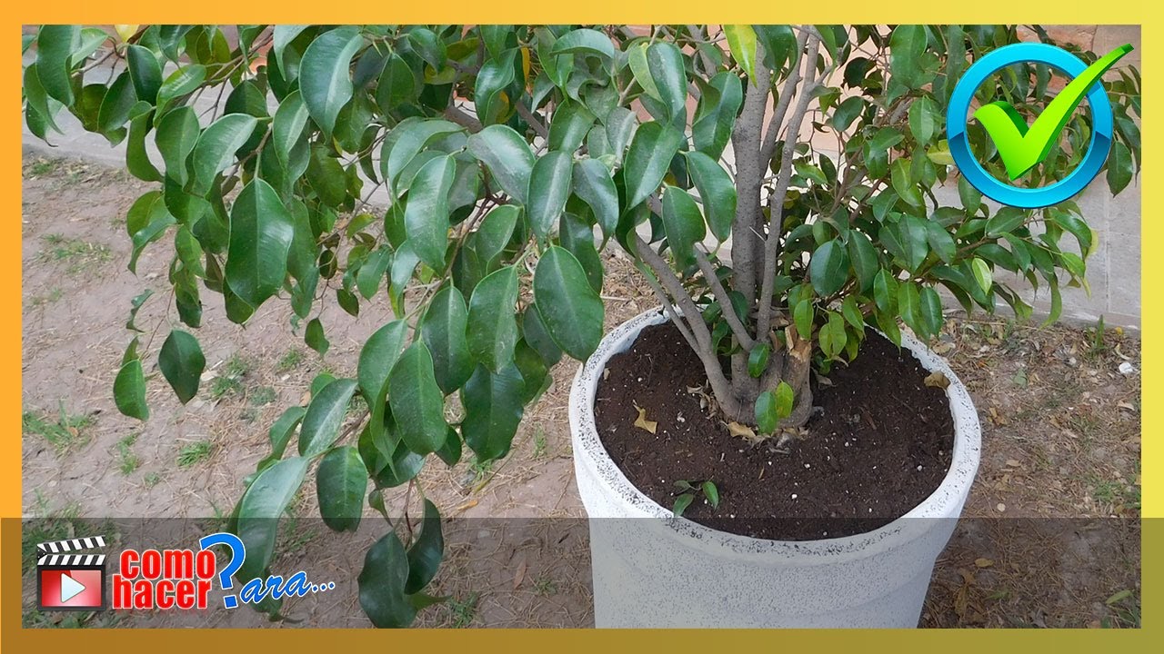 Como TRANSPLANTAR una PLANTA de una Maceta a Otra 👏⚱⚱🌿 - YouTube