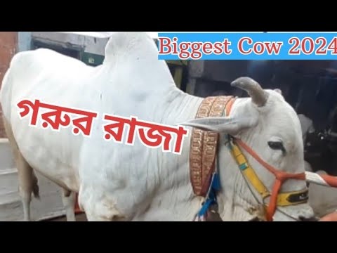 Prince the most beautiful Nukhra Bull of Kolkata from Pathan Cattle ...
