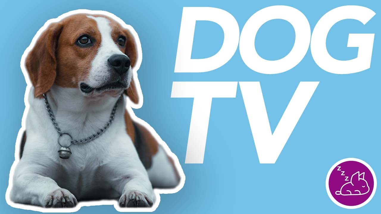DOG TV - 20 Hours of Virtual Dog Walking Adventures! - YouTube