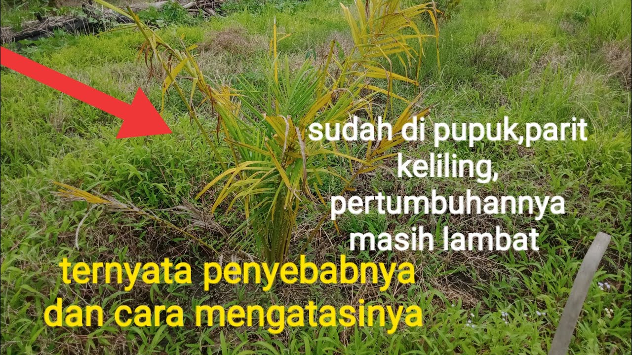 sudah di pupuk dan parit keliling, pertumbuhan lambat . ternyata ...