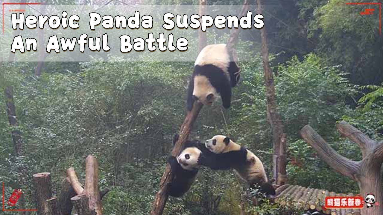 Heroic Panda Suspends An Awful Battle | iPanda - YouTube