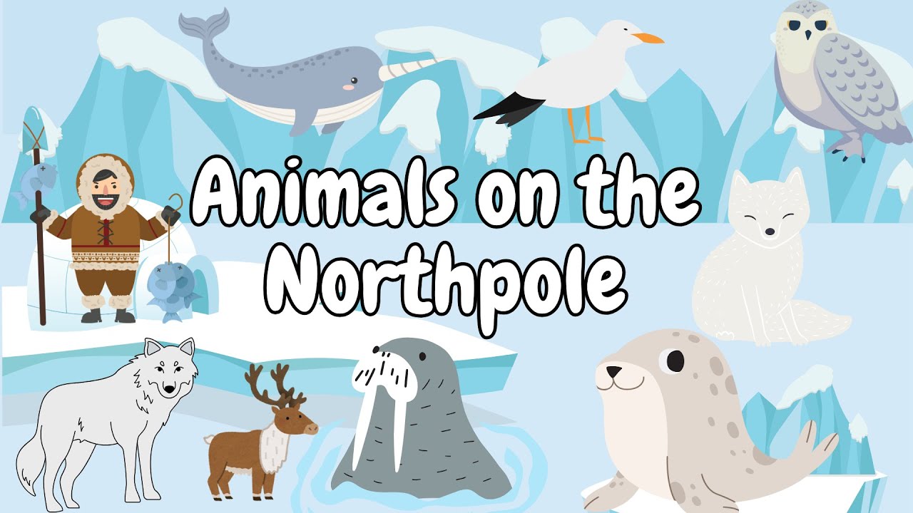 Meet the Animals of the North Pole! | Fun Arctic Animal Facts for ...