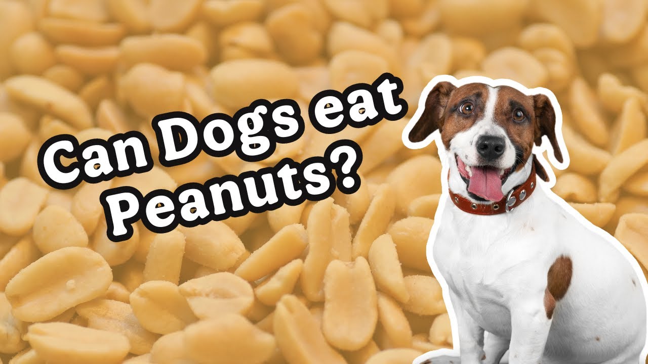 What every dog owner needs to know about peanuts | Is it safe for dogs ...