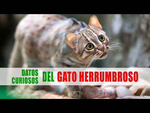 El gato salvaje más pequeño del mundo: Gato herrumbroso | Datos ...