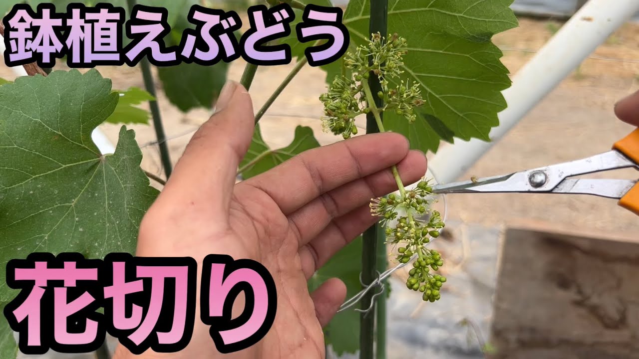 ぶどう鉢植え栽培の花切り〜2年目で初収穫を目指して挑戦〜2023 05 07 Youtube
