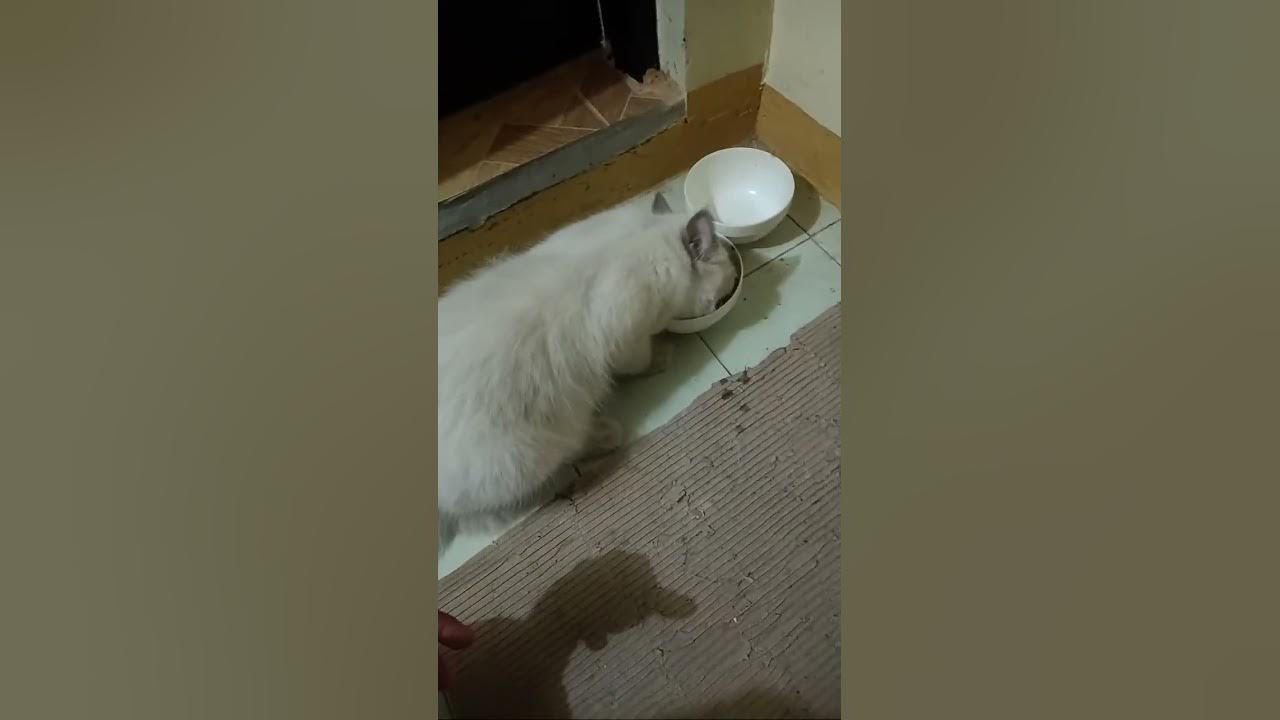 Highlight 10:34 - 15:34 from Papa Cris TV Official is live! - YouTube