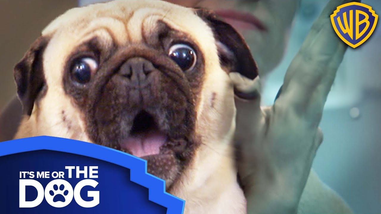 Pug Rules the House With Fear! | Warner Bros. TV - YouTube