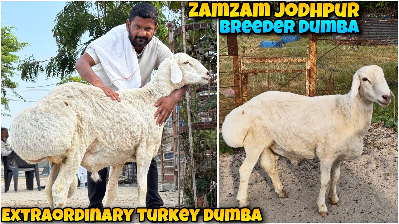 Extraordinary Turkey Dumba at Zamzam Goat Farm Jodhpur Rajasthan🤩 - YouTube