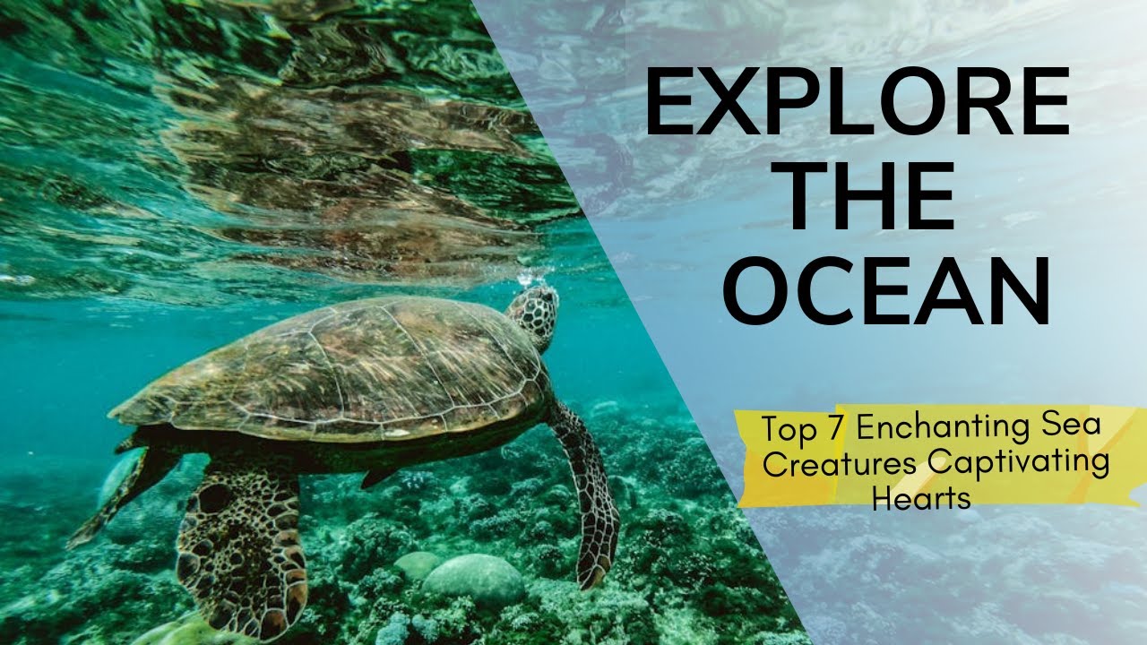 Top 7 enchanting sea creatures that captivate hearts / explore the ...