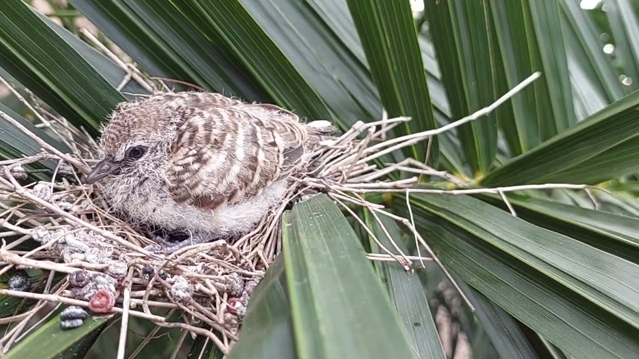 Peninjauan terakhir ke sarang burung perkutut - YouTube