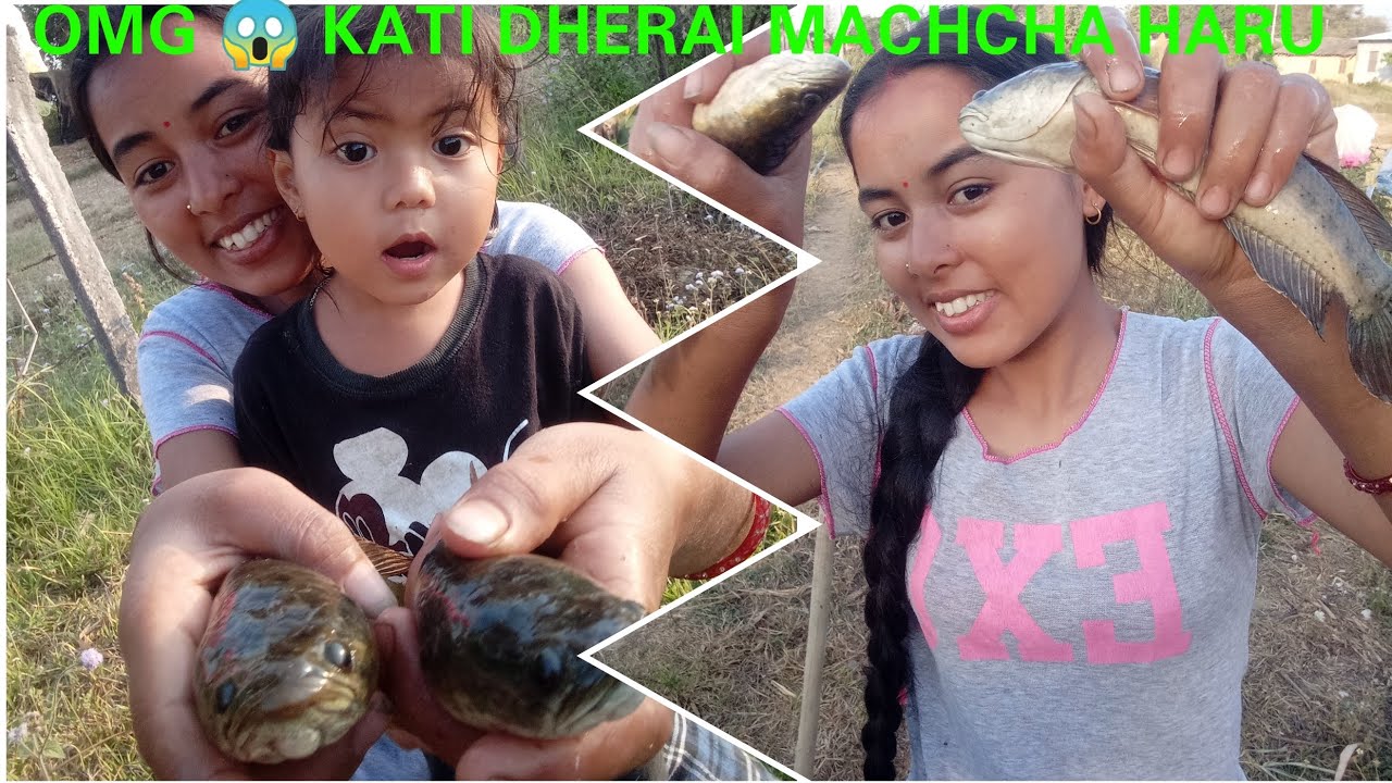 OMG 😱 KATI DHERAI MACHCHA HARU #love #fish #food #fruit #funny #funny # ...