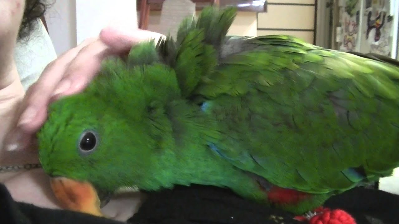 Softly scratching a parrot. No talking, ruffling, scratching. Not quite ...