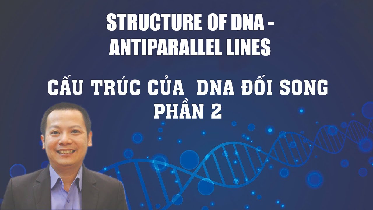 Structure Of DNA - Antiparallel Lines - Cấu Trúc Của DNA Đối Song ...