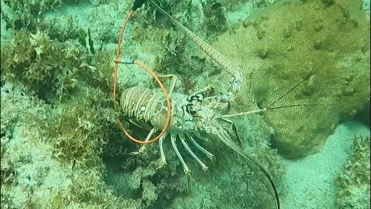 Lobster Diving Miami (Half Moon Wreck) - YouTube