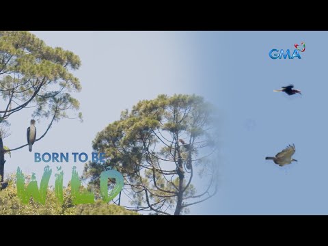 Rare encounter of Philippine Rufous Hornbill and Philippine Eagle, caught on cam! | Born to be Wild