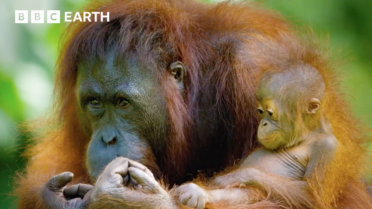 We Share 97% Of Our DNA With Orangutans | Asia Fun Facts | BBC Earth ...