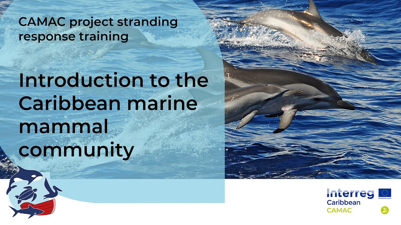 Caribbean marine mammal community threats and conservation - YouTube
