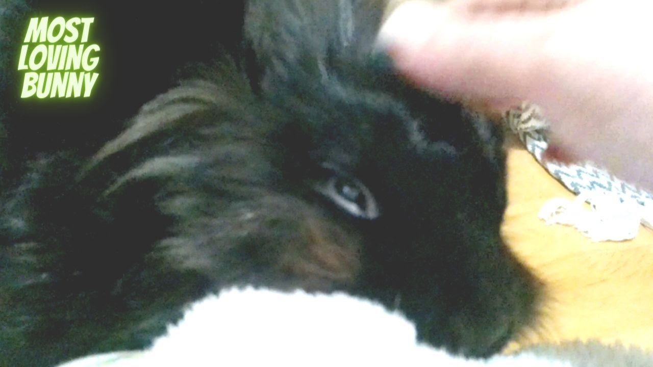 the most loving bunny Binky - YouTube