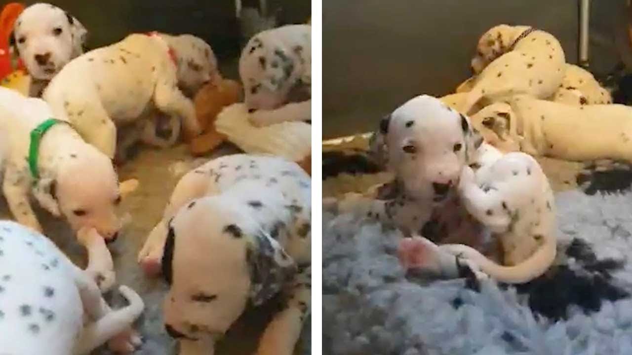 Dalmatian Gives Birth To 18 Puppies - YouTube