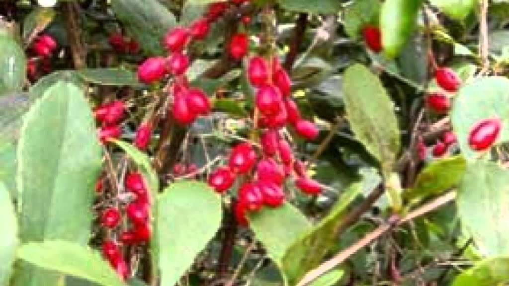 AGRACEJO - PLANTAS MEDICINALES - YouTube