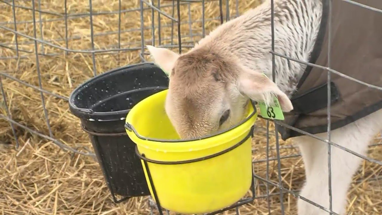 Winter calf care - YouTube