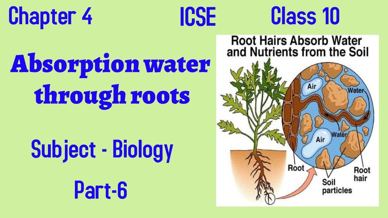 ICSE|Class 10|Biology|Chapter 4|Absorption of Water through Roots|Part ...