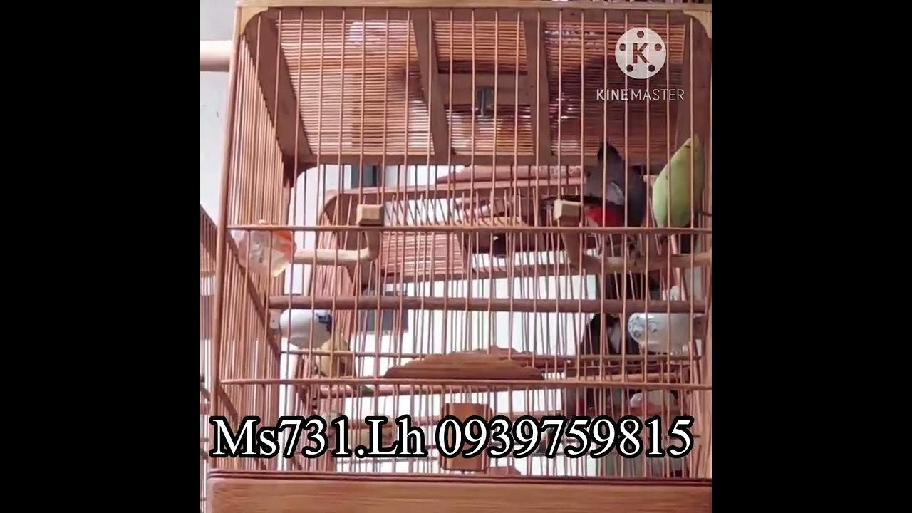 Ms731.giá 4đ5 Chim 2 mùa lông mới xong đã chịu đấu tốt.Lh 0939759815 - YouTube