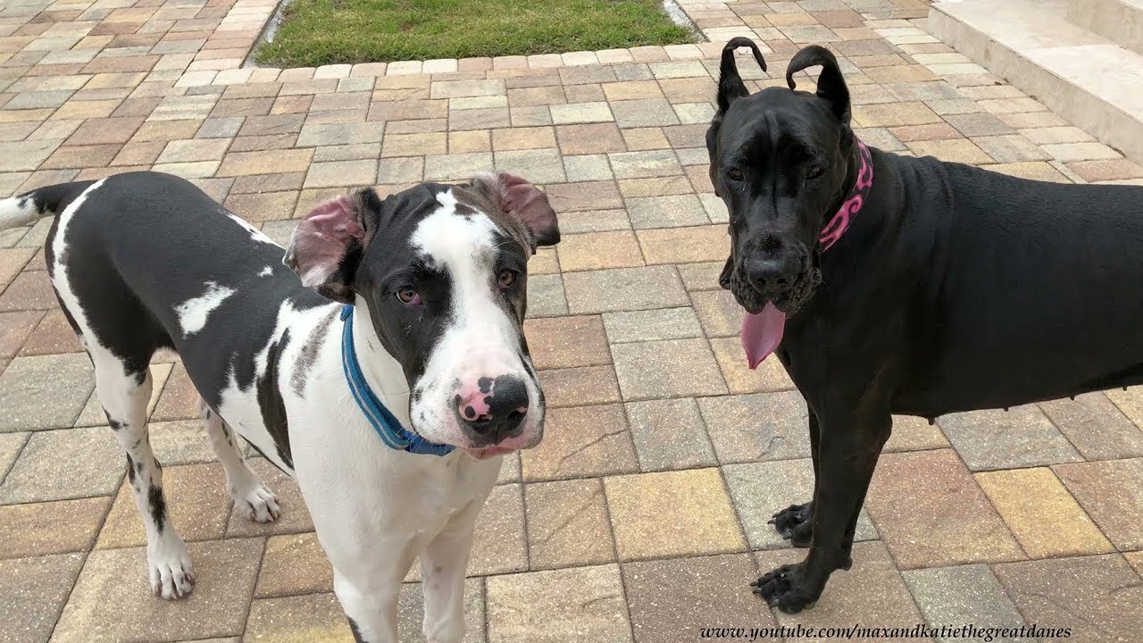 Having Fun Training a Great Dane and Puppy to Come - YouTube
