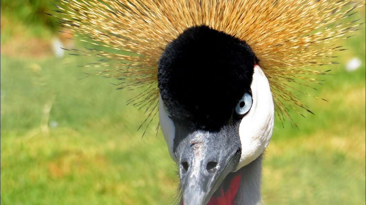 A Visit to the African Dawn Wildlife Sanctuary near Port Elizabeth ...