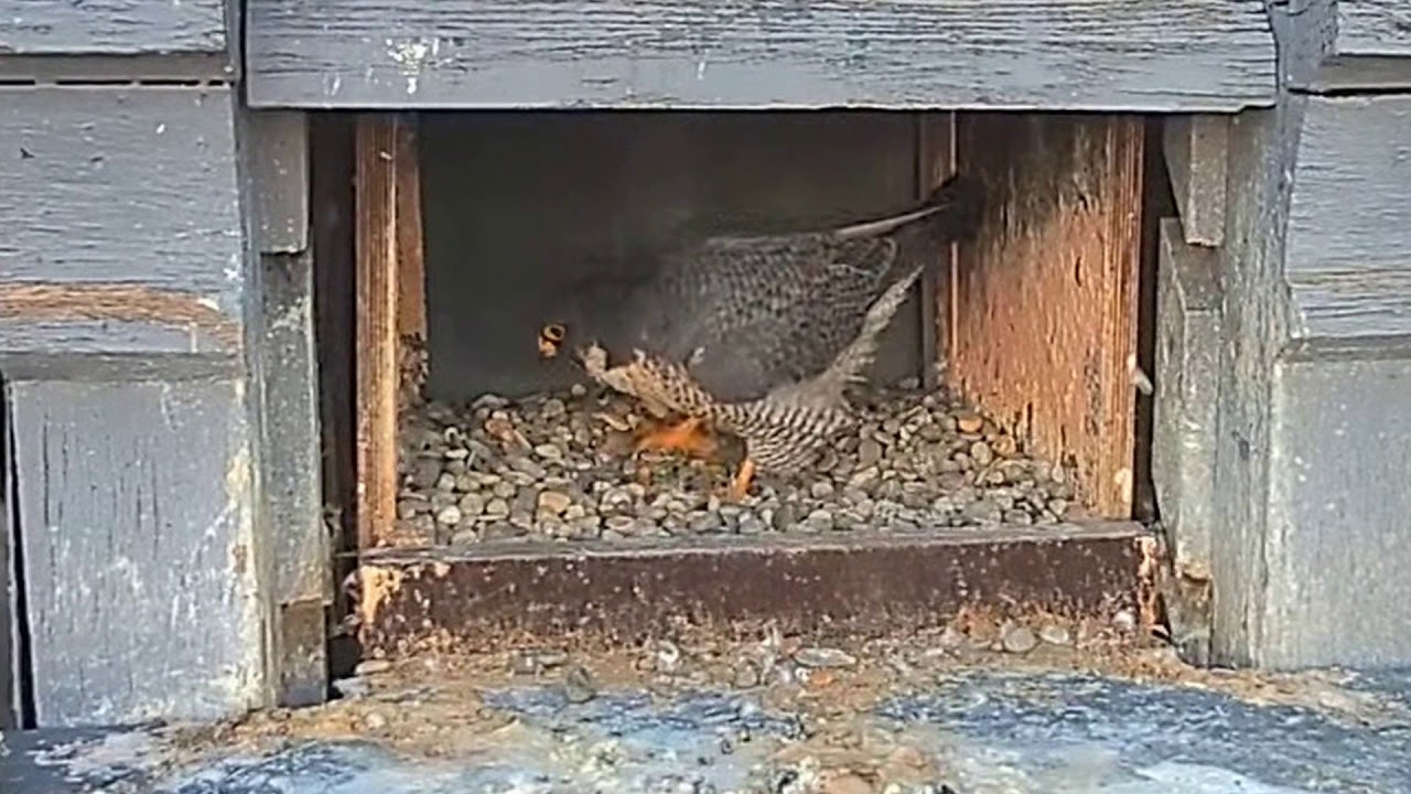 2019 12 04 Illkirch France Peregrine Falcon ~ Scrape Inspection - YouTube