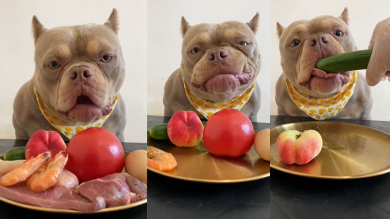 ASMR MUKBANG Pitbull Eating -Eating Show | Pitbull Eating Raw Foods ...