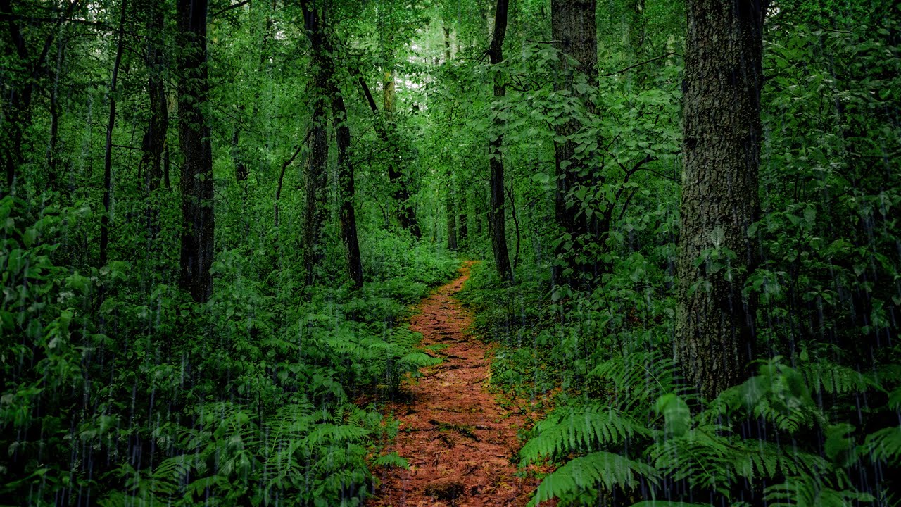 Relaxing Rain Walk in Lush Forest (4K 60fps) | Binaural Audio for Sleep ...
