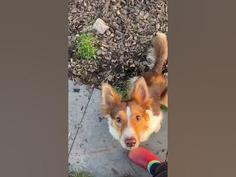 Stichting Hobodogs: Bella in Nederland (1) - YouTube