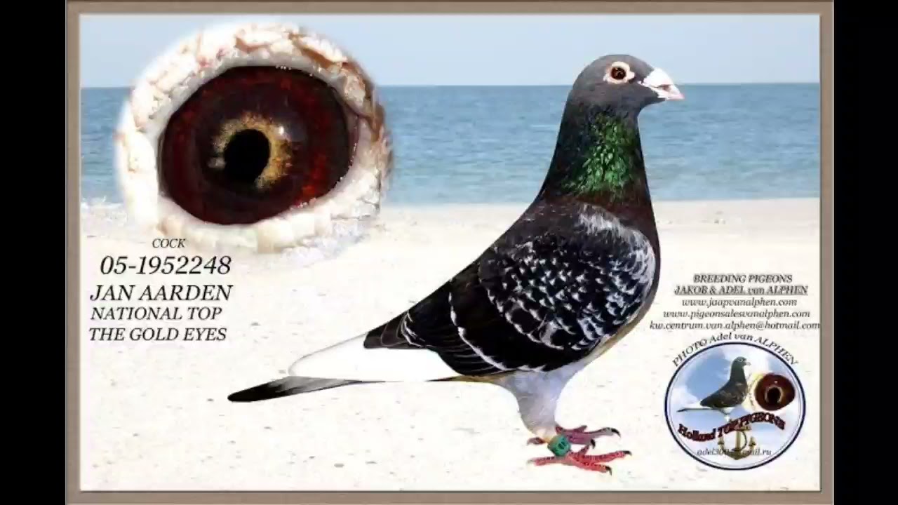 JAN AARDEN LINE BEST PIGEONS EYES SIGNS - YouTube
