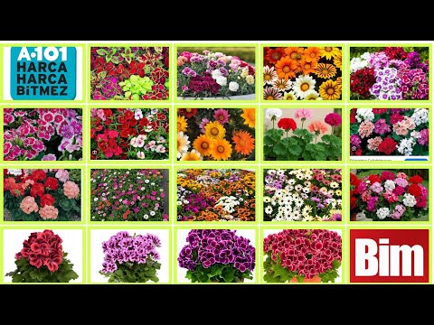 📢 A101-BİM MARKETTE SATIŞTA💯 ÇİÇEK PAZARINDA 12 NİSAN'DA SATIŞTA OLAN GÜZELLİKLER VE FİYATLARI