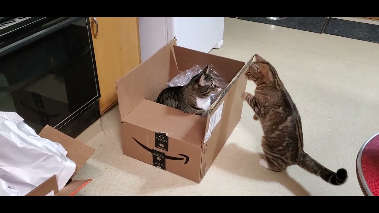 Cats in boxes today - YouTube