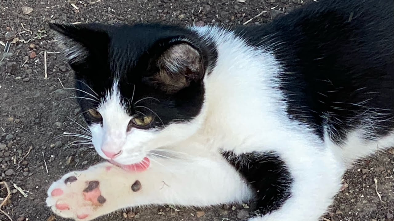 Adoring village kittens evening hunting - YouTube