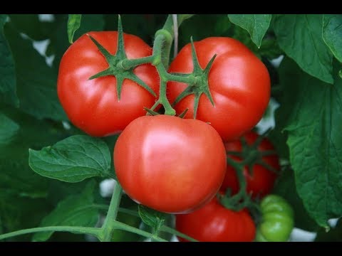 Томат Джина - YouTube