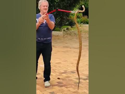 How to catch a two meter Cobra easily. - YouTube