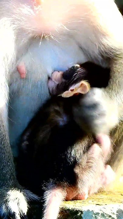 So Sweetie Baby Monkey Newborn - YouTube