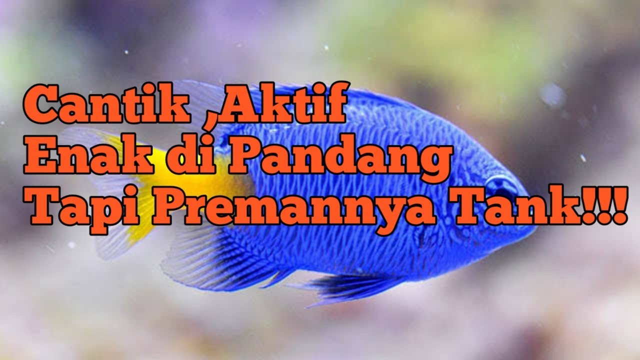 Ikan Blue Devil - The Best Camera Monitor You've Never Heard Of - YouTube