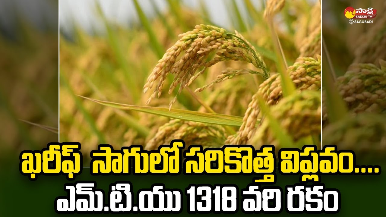 MTU 1318 Best Paddy Variety For Kharif High Yielding Rice Variety mtu-1318-best-paddy-variety-for-kharif-high-yielding-rice-variety