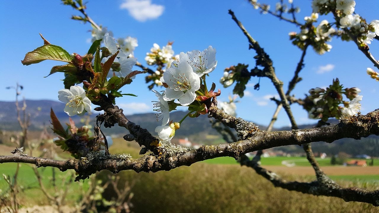 Beautiful spring in Bavaria- wunderschöner Frühling in Bayern - YouTube