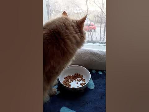 6 ноября 2023 г. Томас любимый корм 😺👍 - YouTube