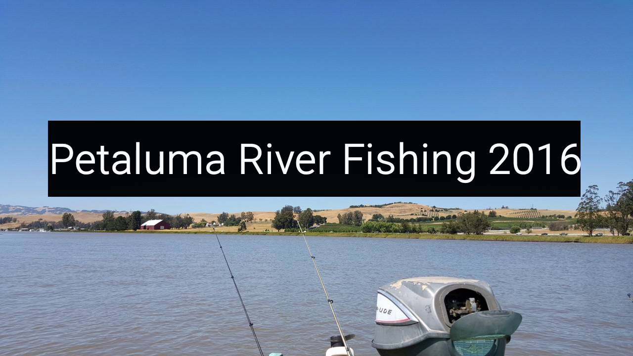 Petaluma River fishing 2016 - YouTube